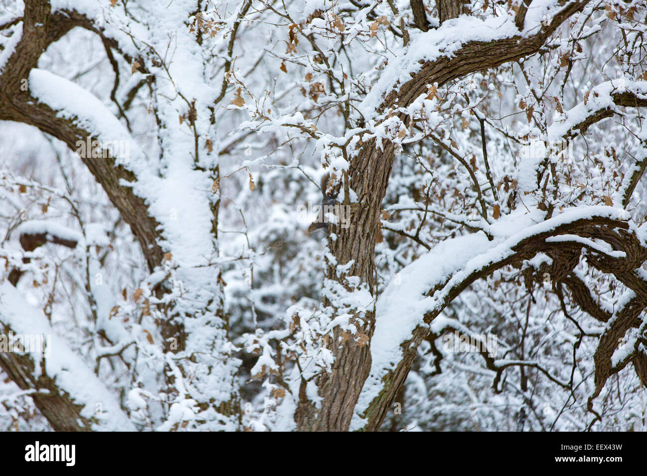 Snow covered oak tree Stock Photo - Alamy