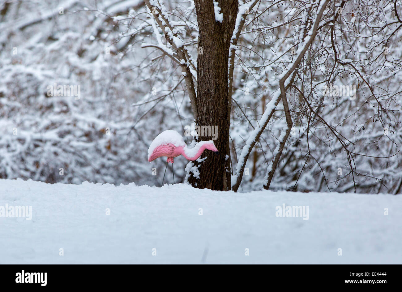 Snow covered pink flamingo Stock Photo - Alamy