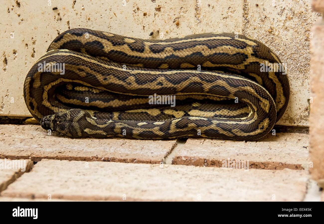 Coastal Carpet Python High Resolution Stock Photography and Images - Alamy