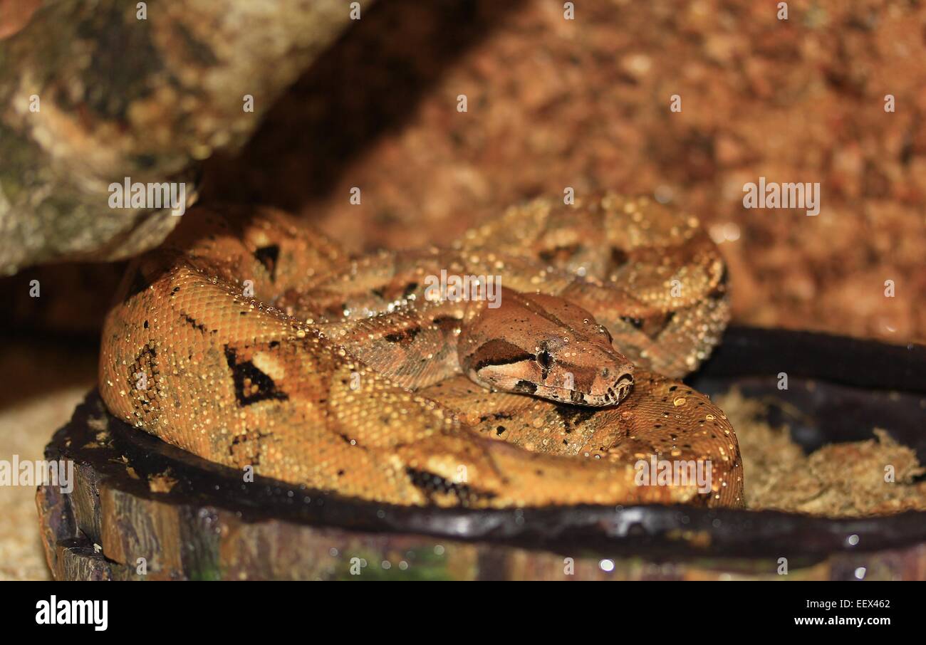 Emperor Snake High Resolution Stock Photography and Images - Alamy