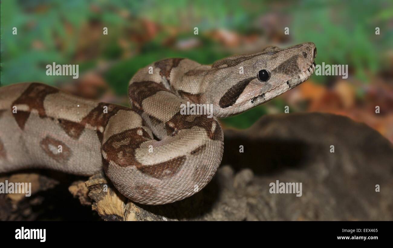 Tailed Emperor High Resolution Stock Photography and Images - Alamy