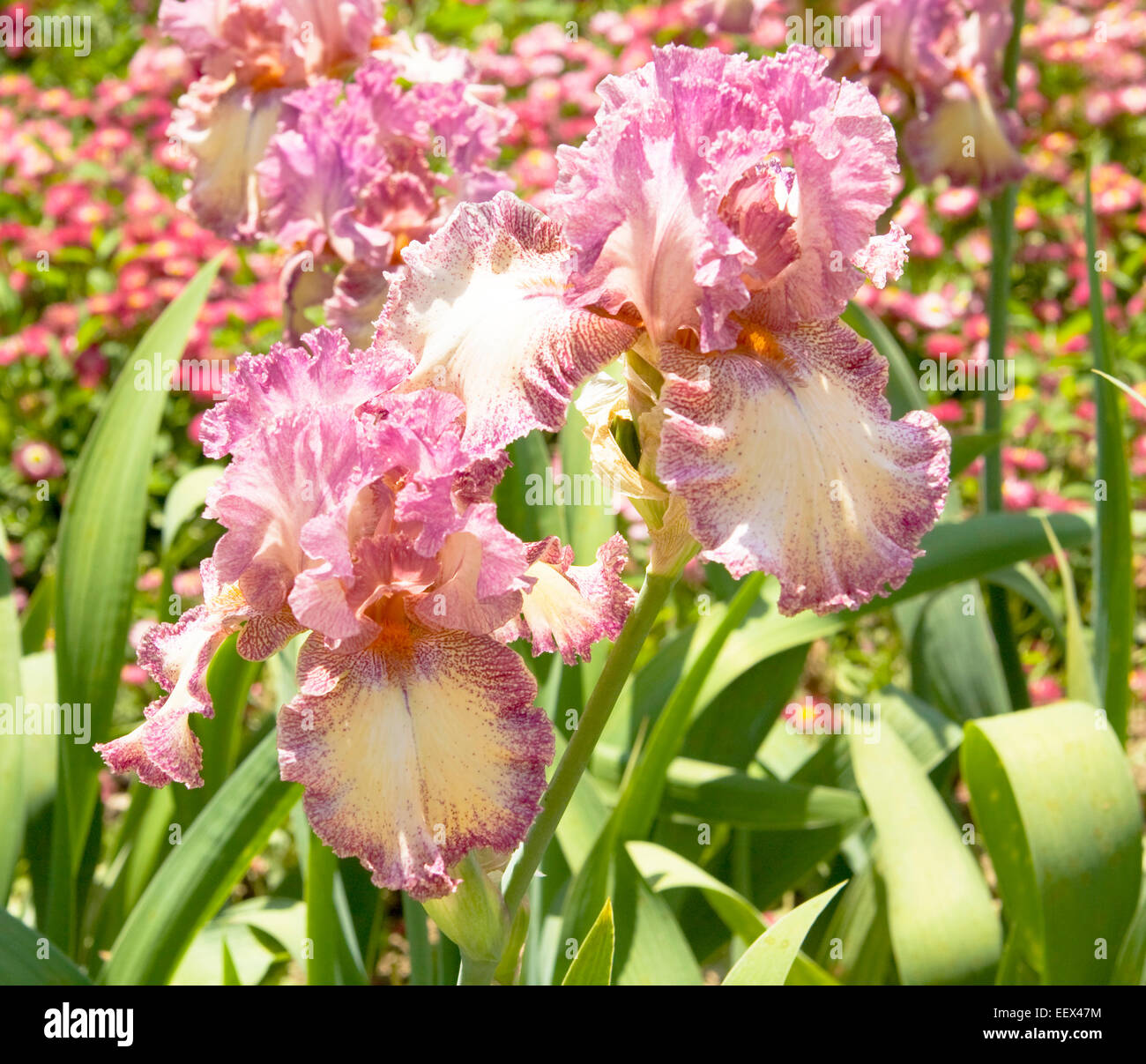 Pink Irises High Resolution Stock Photography and Images - Alamy