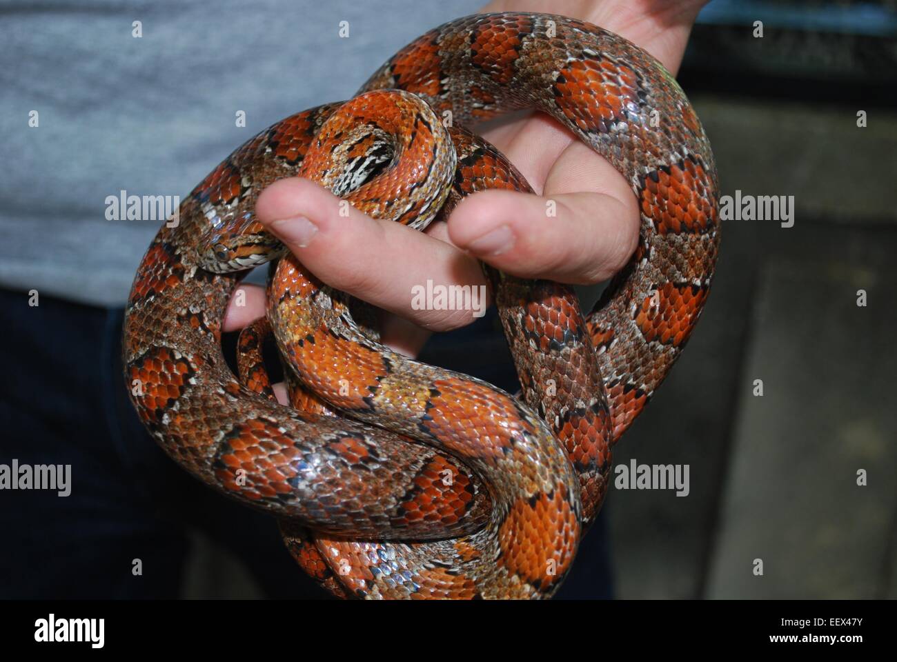Snake Skin Hand Stock Photos & Snake Skin Hand Stock Images - Alamy