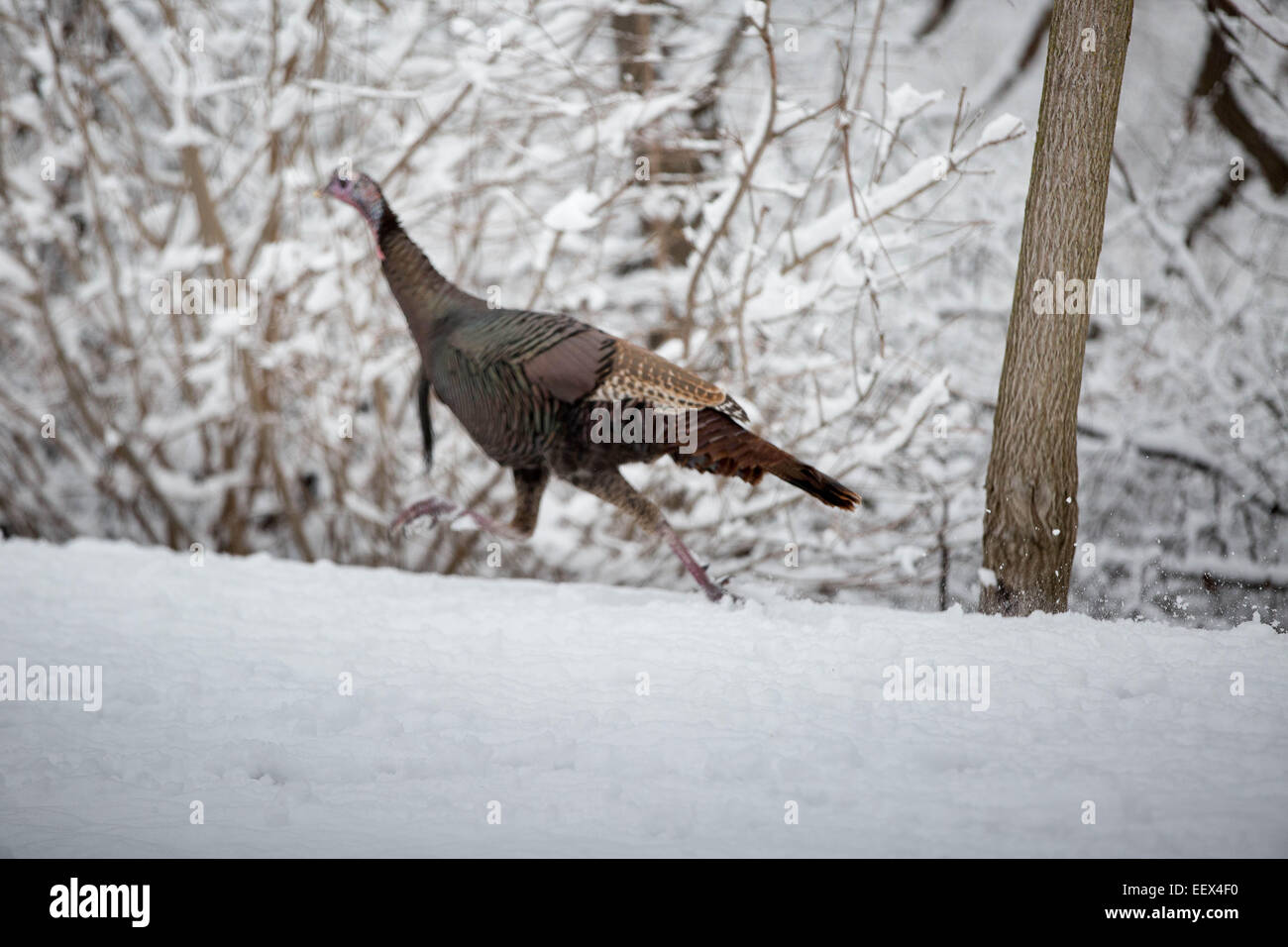 Wild turkey running hi-res stock photography and images - Alamy