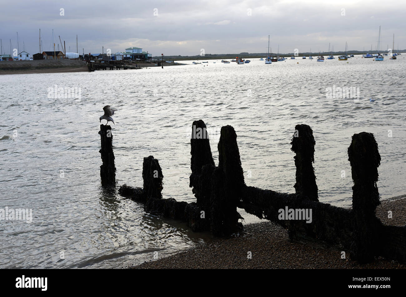 River Deben Bawdsey Ferry Suffolk UK Stock Photo - Alamy