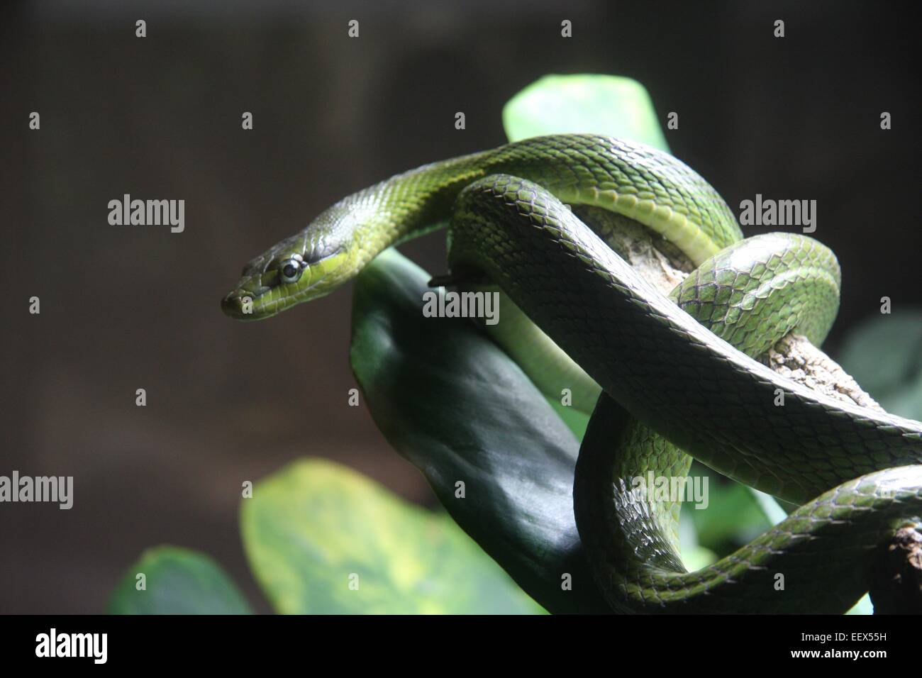 Smooth Green Snake High Resolution Stock Photography and Images - Alamy