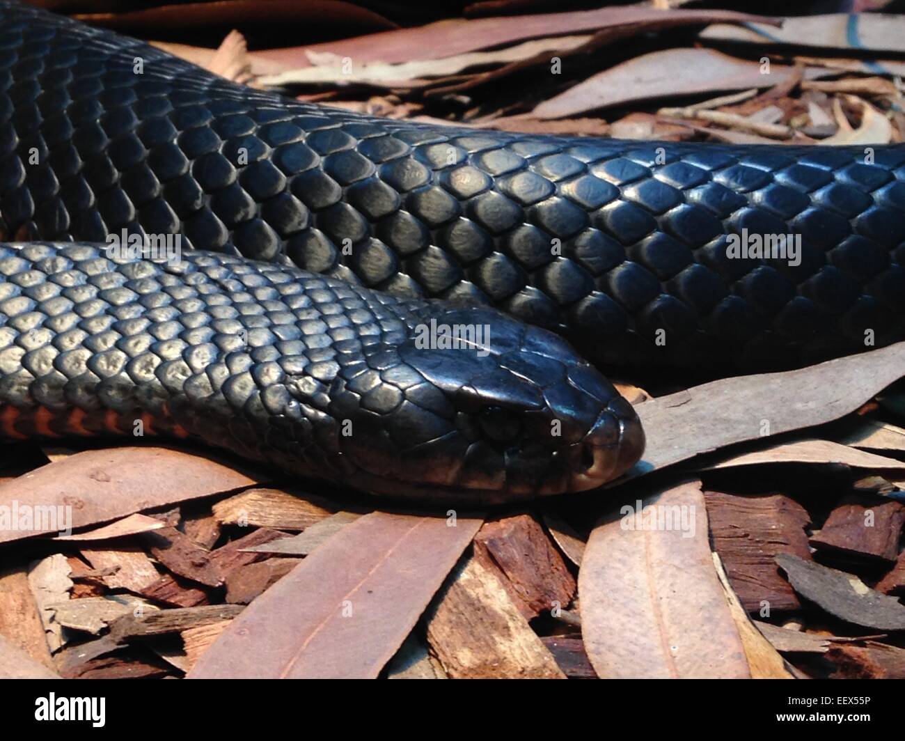 Viperids Viperidae High Resolution Stock Photography and Images - Alamy