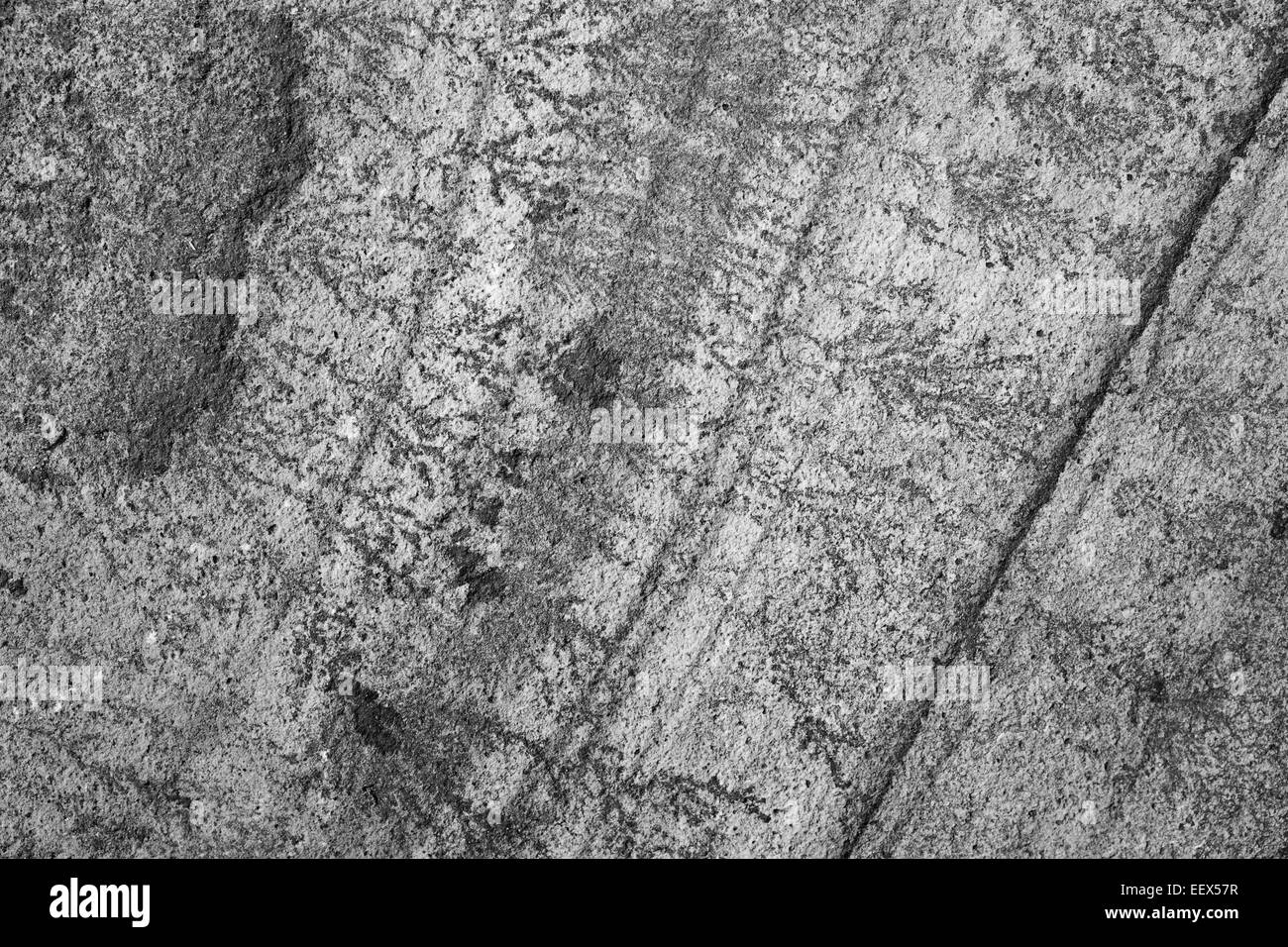 Intricate fern-like markings on fossil mint sandstone as abstract ...
