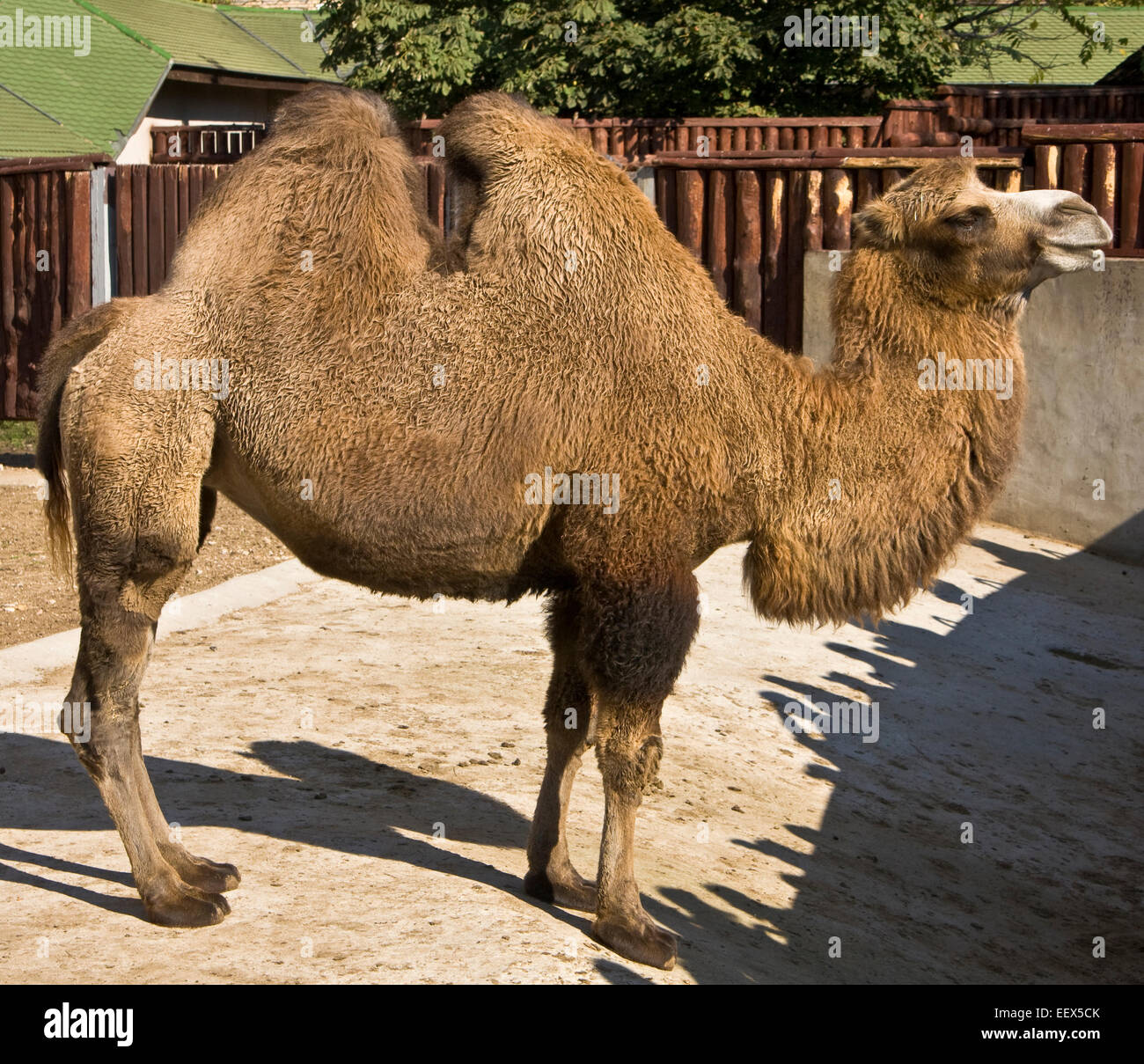 Camel standing hi-res stock photography and images - Alamy