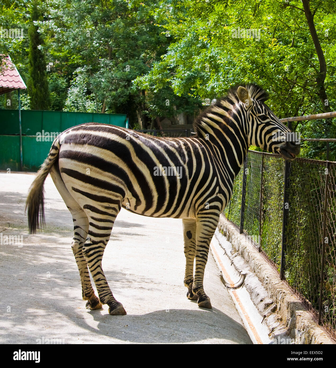 Antiquorum hi-res stock photography and images - Alamy