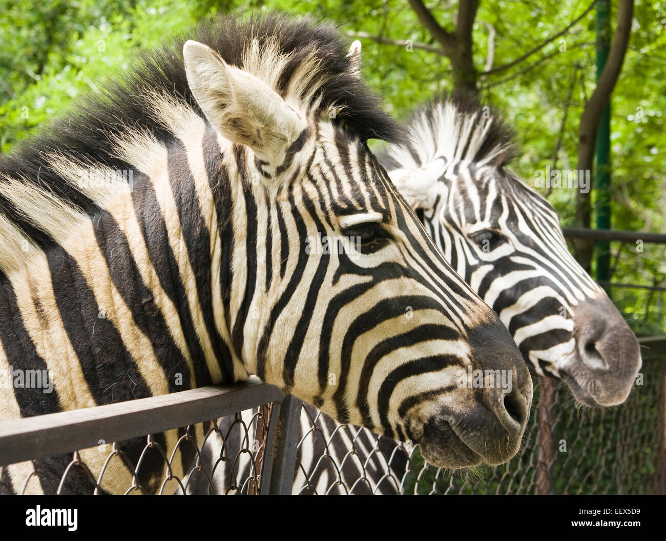 Zebra in open cage hi-res stock photography and images - Alamy