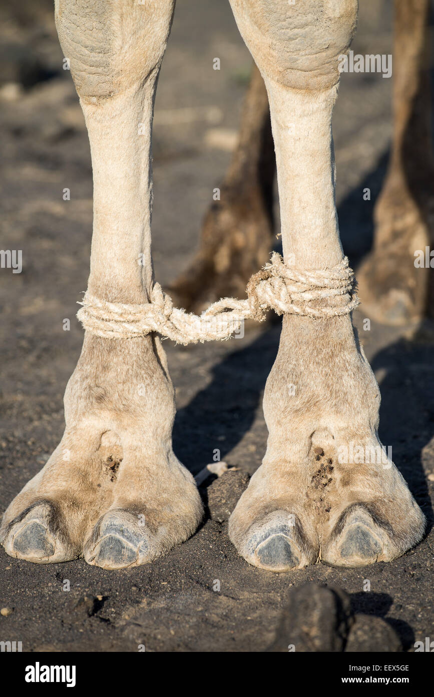 Camels Feet