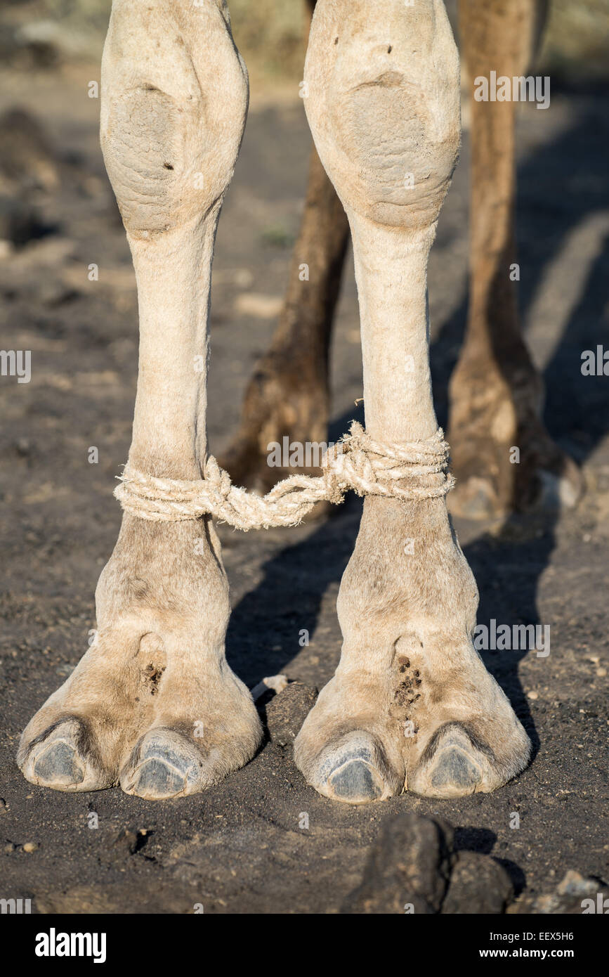 Camel feet hi-res stock photography and images - Alamy