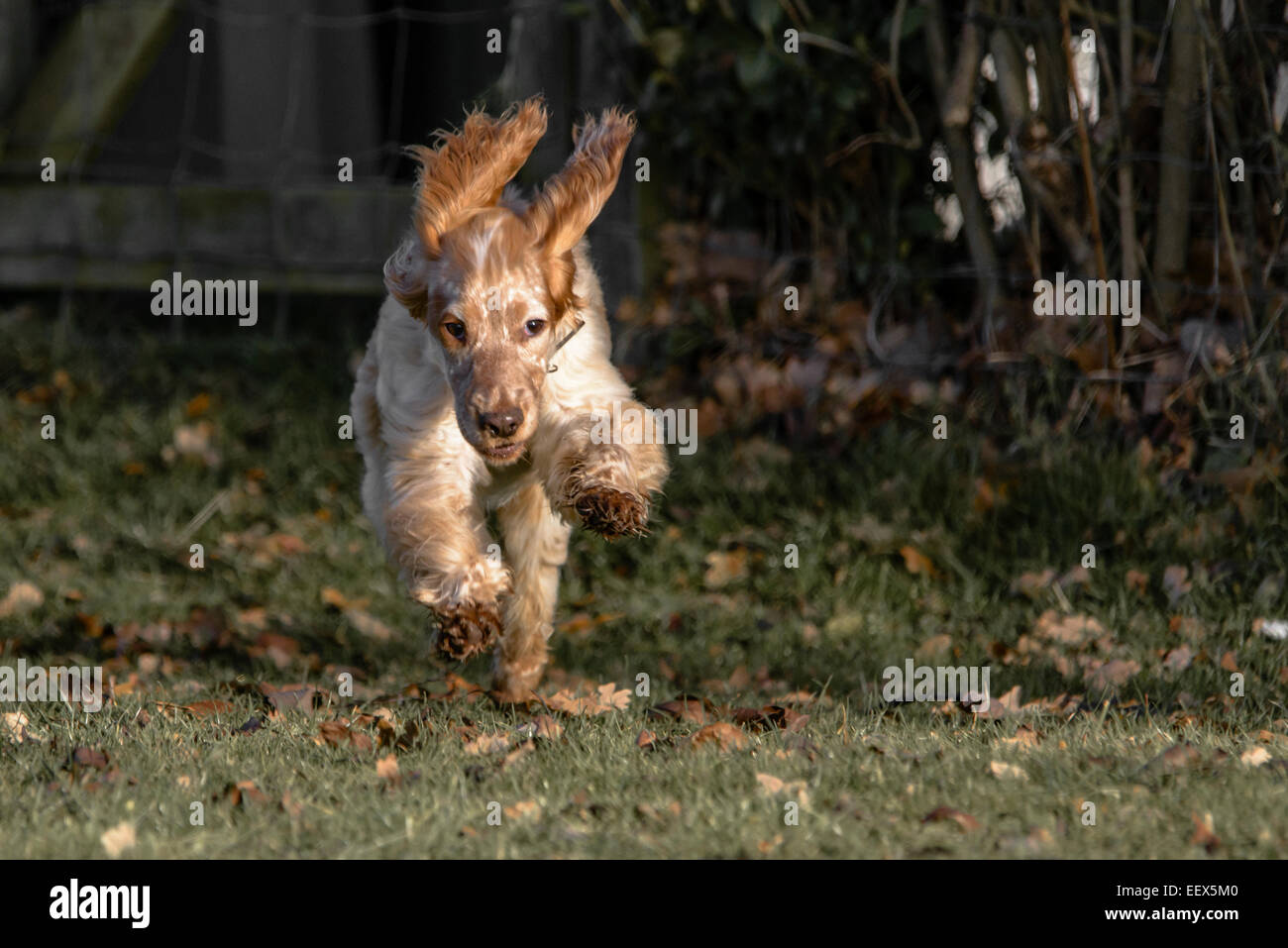 (Working) Cocker Spaniel Running Stock Photo - Alamy