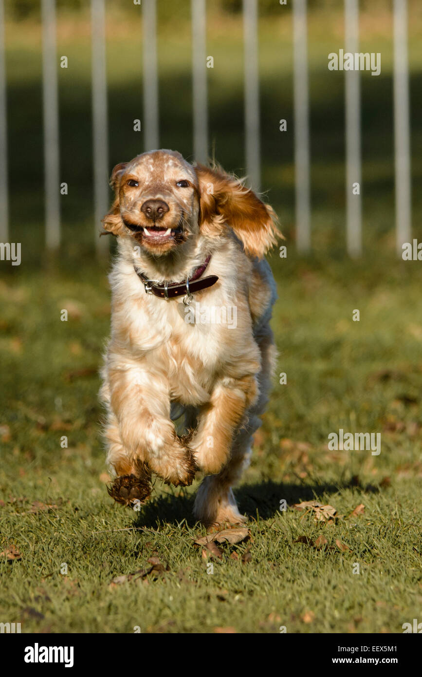 (Working) Cocker Spaniel Running Stock Photo - Alamy