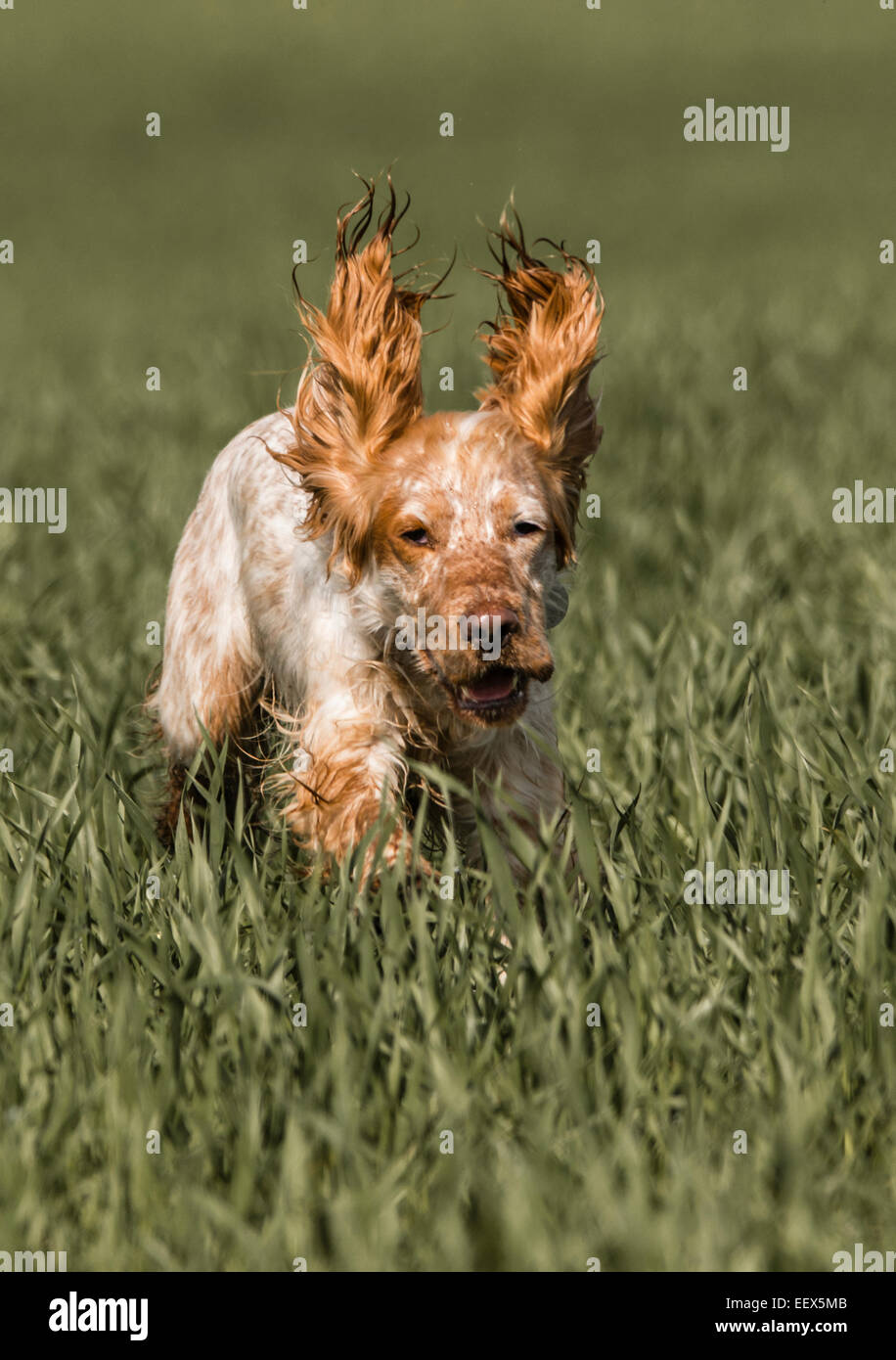 Working cocker spaniels hi-res stock photography and images - Alamy