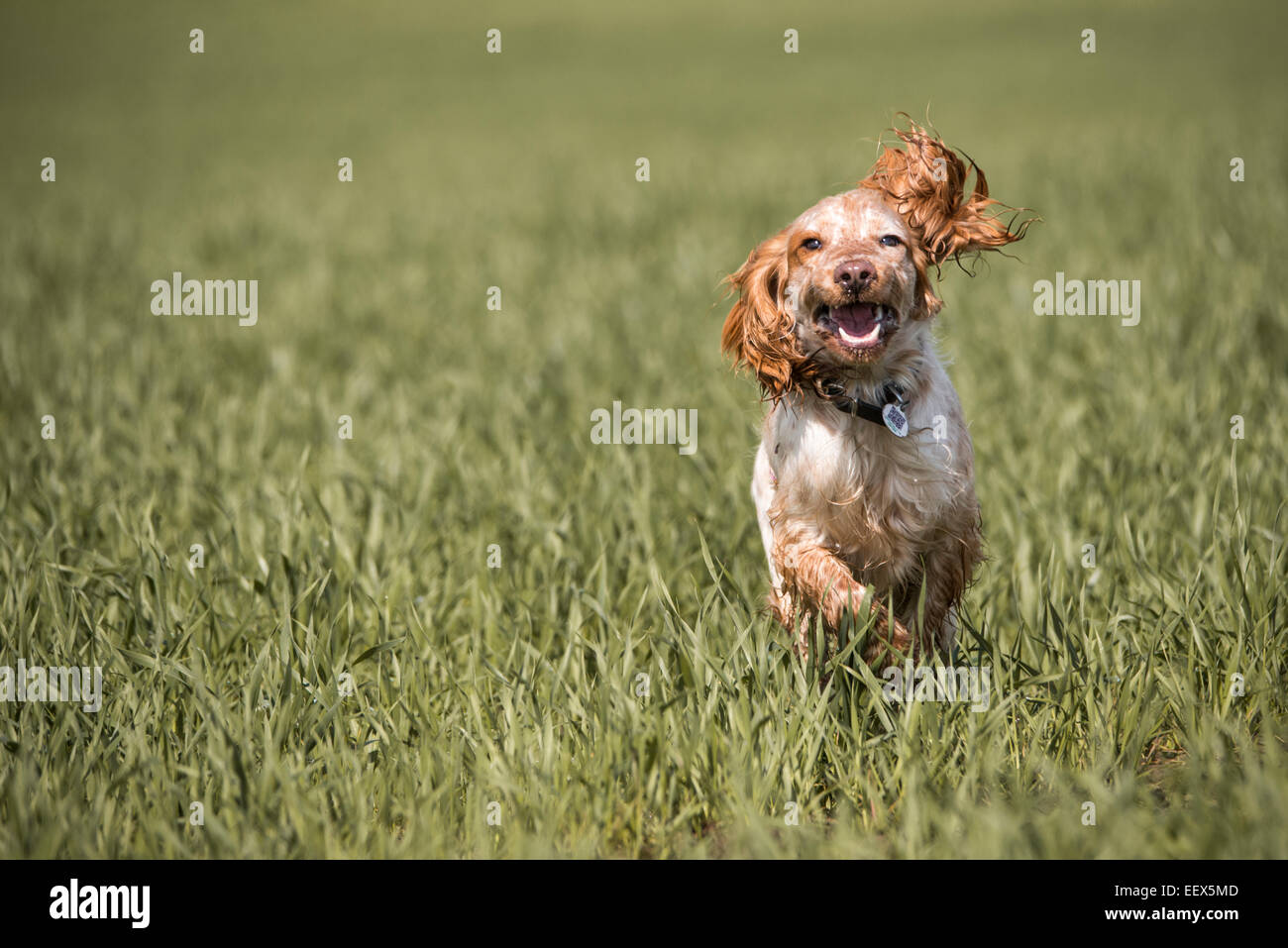 Working cocker spaniels hi-res stock photography and images - Alamy
