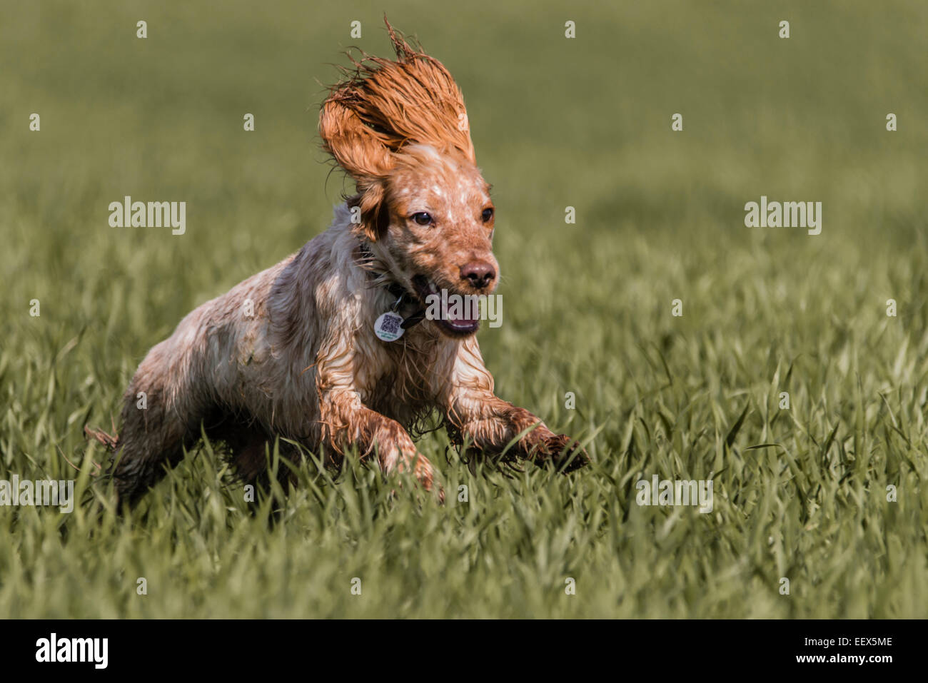 Working cocker spaniels hi-res stock photography and images - Alamy