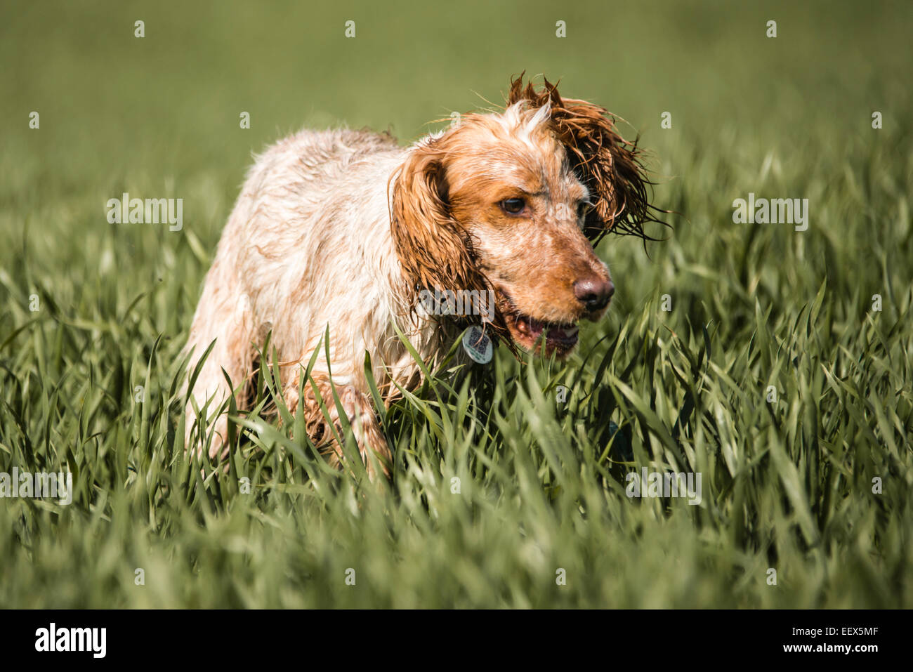 (Working) Cocker Spaniel Running Stock Photo - Alamy