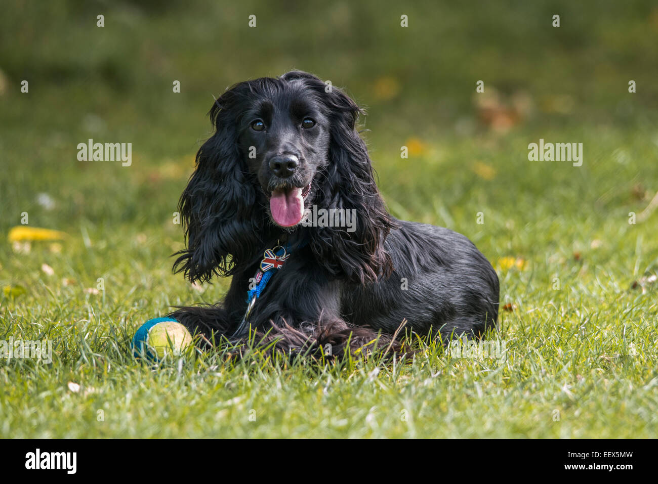 Show cocker spaniel hi-res stock photography and images - Alamy