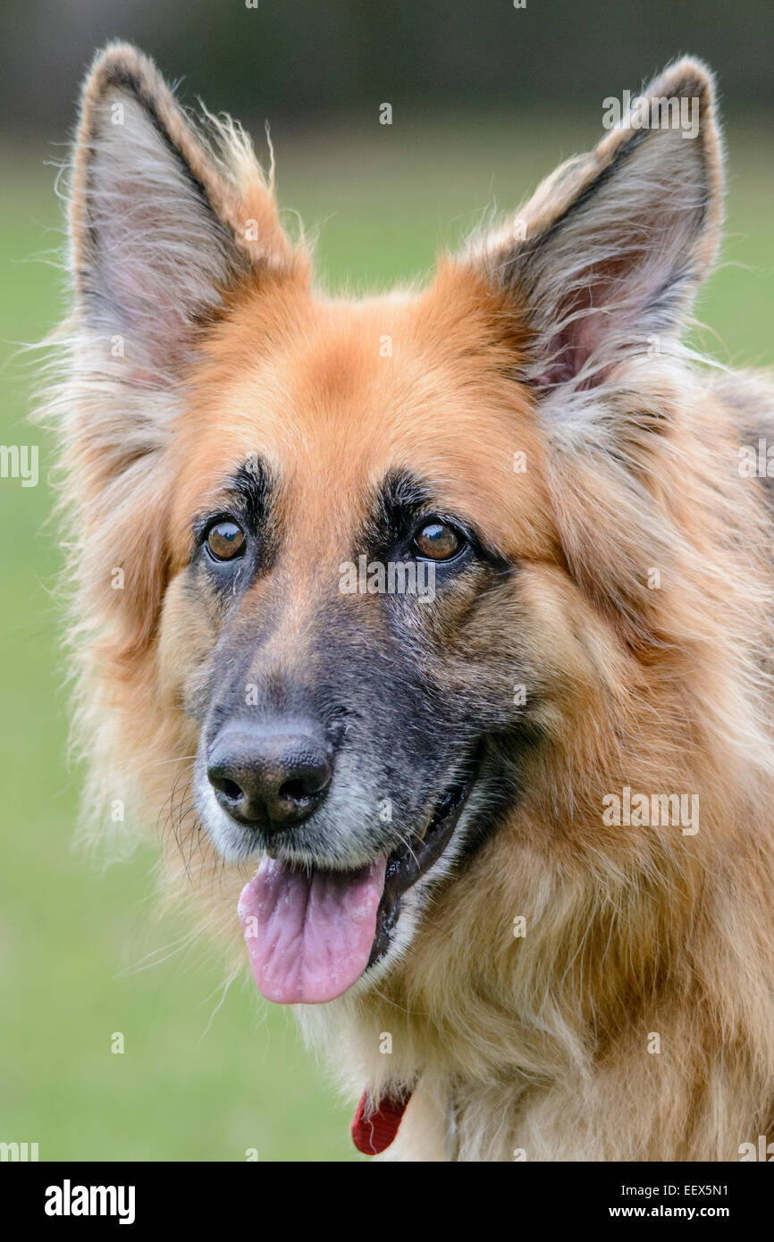 Portrait of a German Shepherd Stock Photo - Alamy