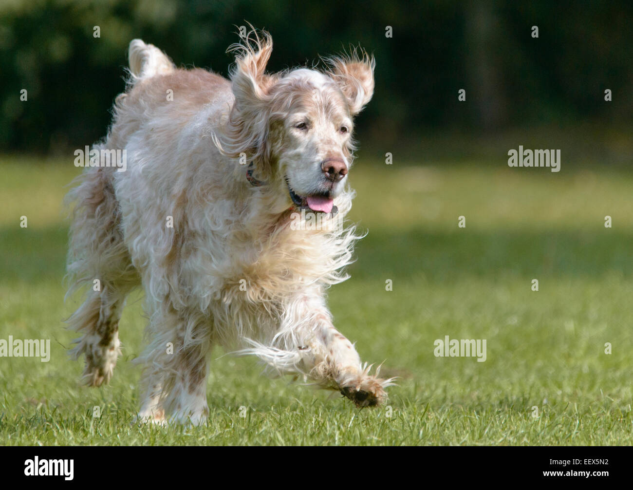 William the English Setter (Orange Belton) running Stock Photo - Alamy