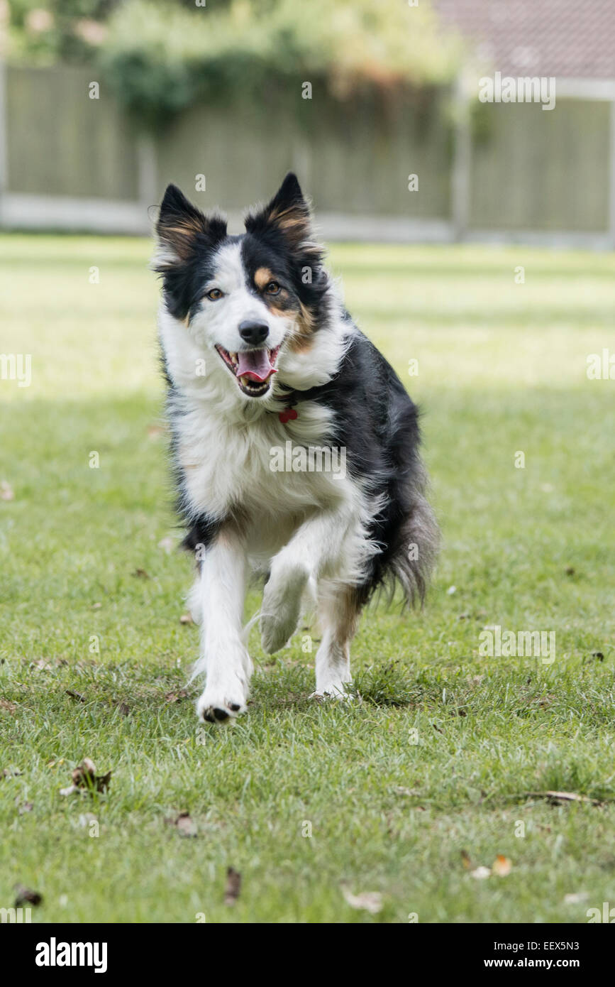 Border Collie running Stock Photo - Alamy