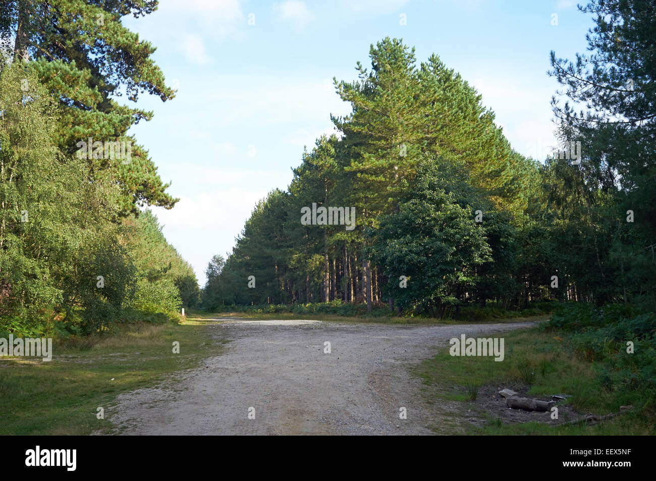 Rendlesham forest Suffolk UK Stock Photo - Alamy