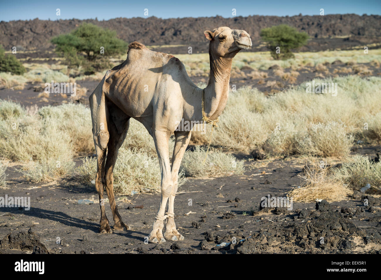 Ethiopian camel hi-res stock photography and images - Alamy