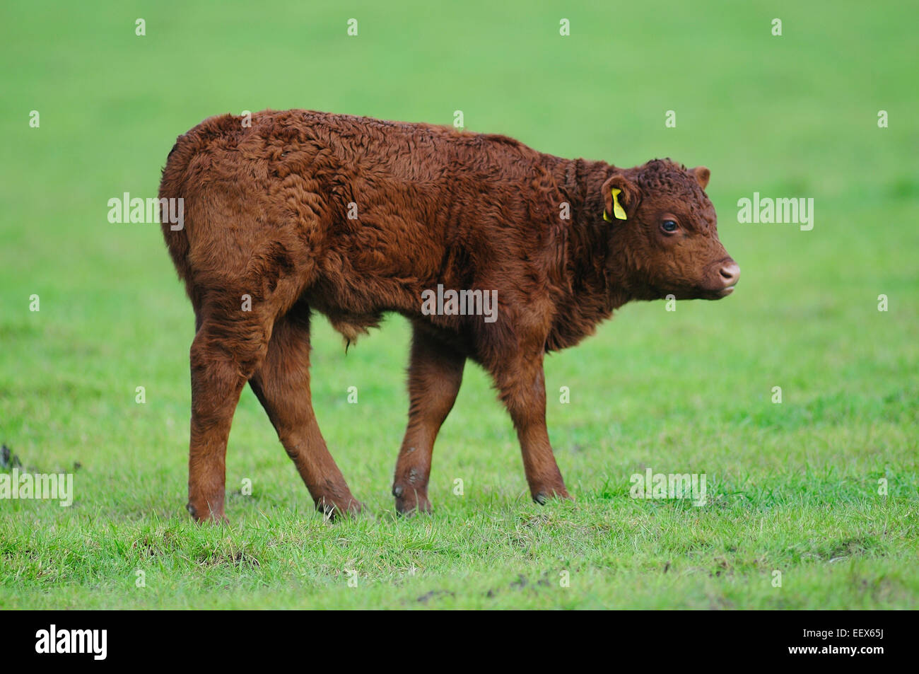 A Devon red calf in a grass field UK Stock Photo - Alamy