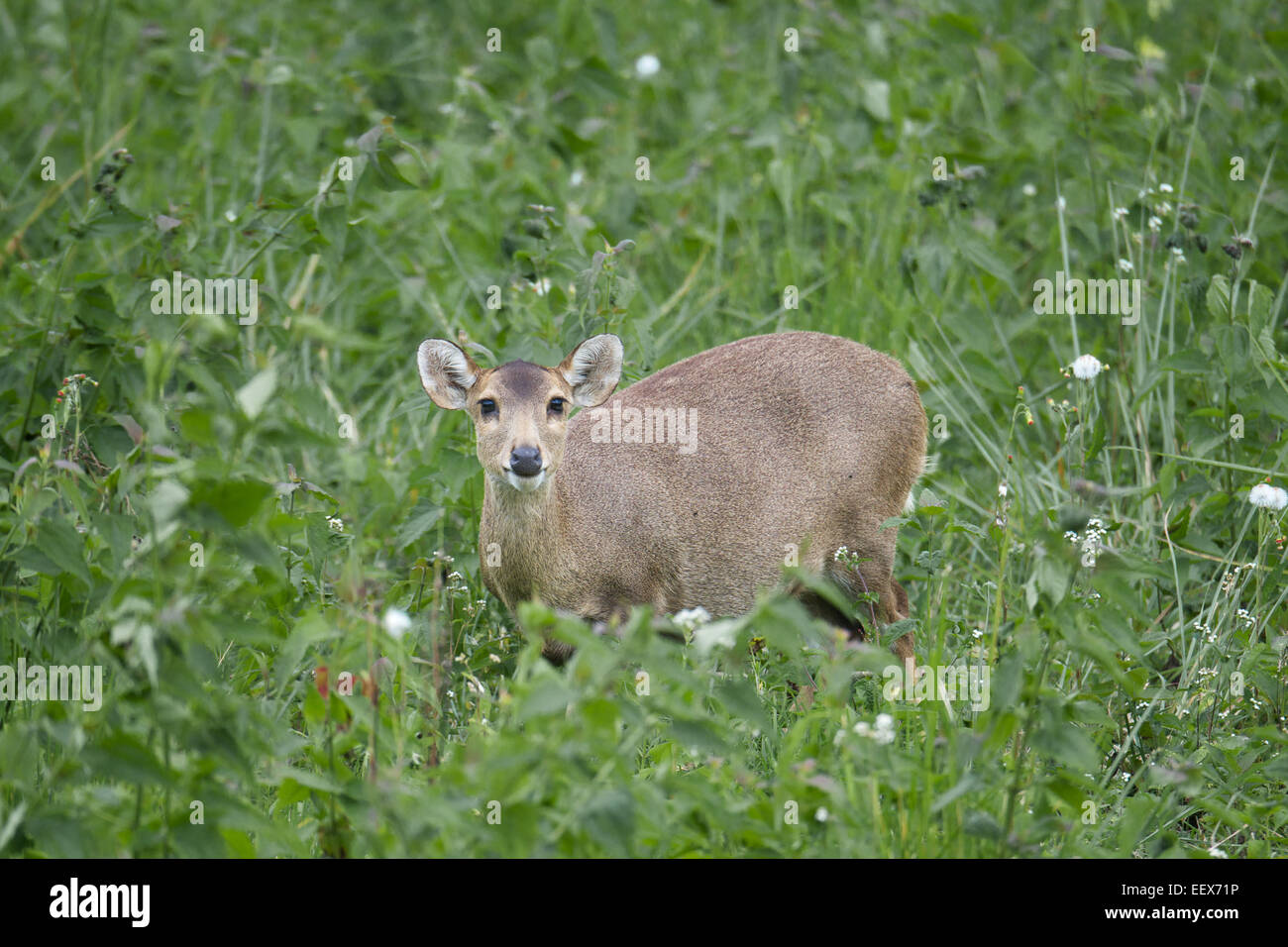 Hog Deer Axis porcinus Stock Photo - Alamy