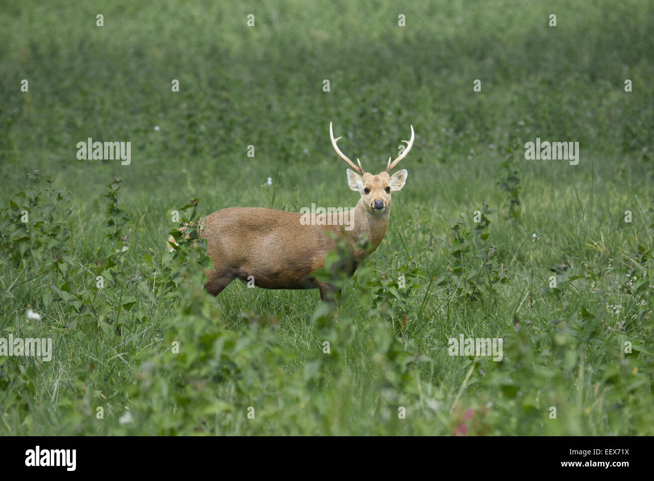 Indochinese Hog Deer Axis porcinus Stock Photo - Alamy