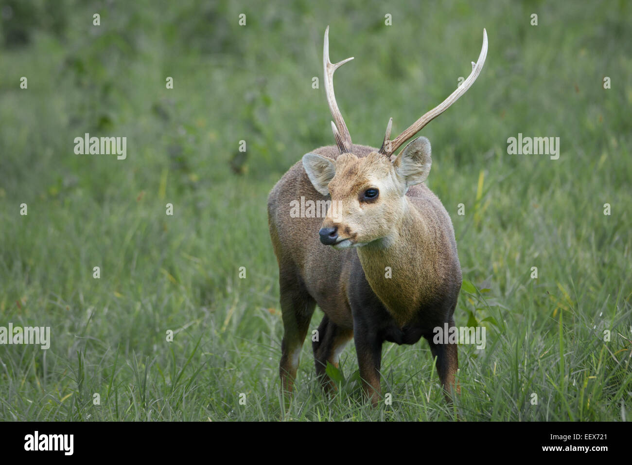 Hog Deer Axis porcinus. Part of a reintroduction of the species in the ...