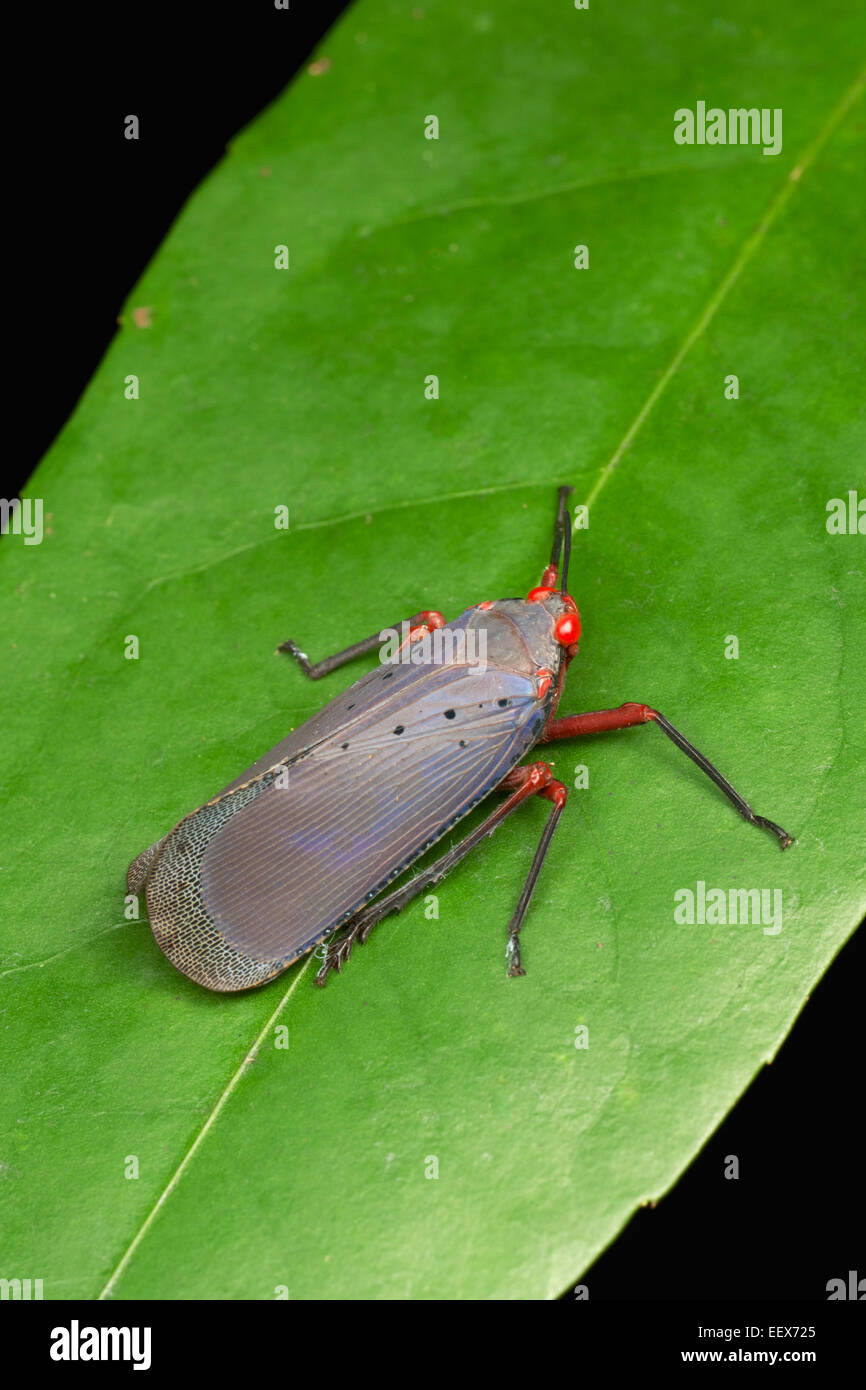 Kalidasa nigromaculata lantern bug in Pang Sida National Park, Thailand ...