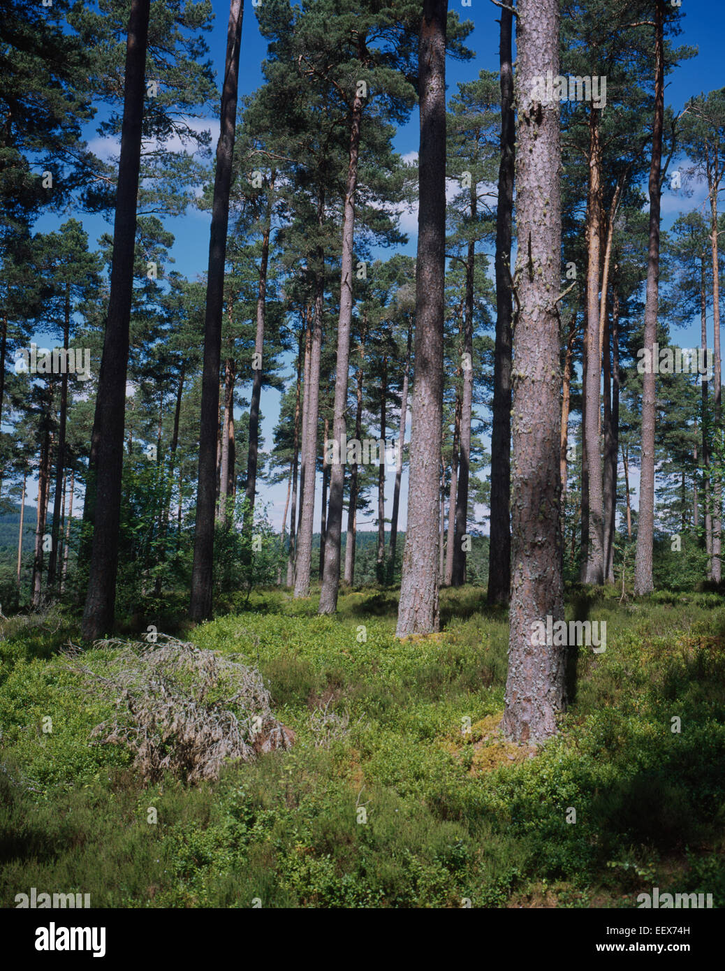 Anagach woods hi-res stock photography and images - Alamy