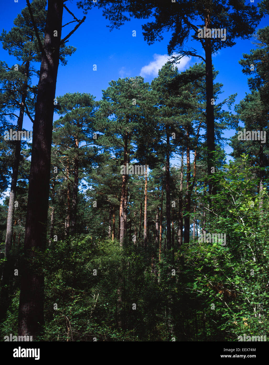 Scottish pine forests hi-res stock photography and images - Alamy