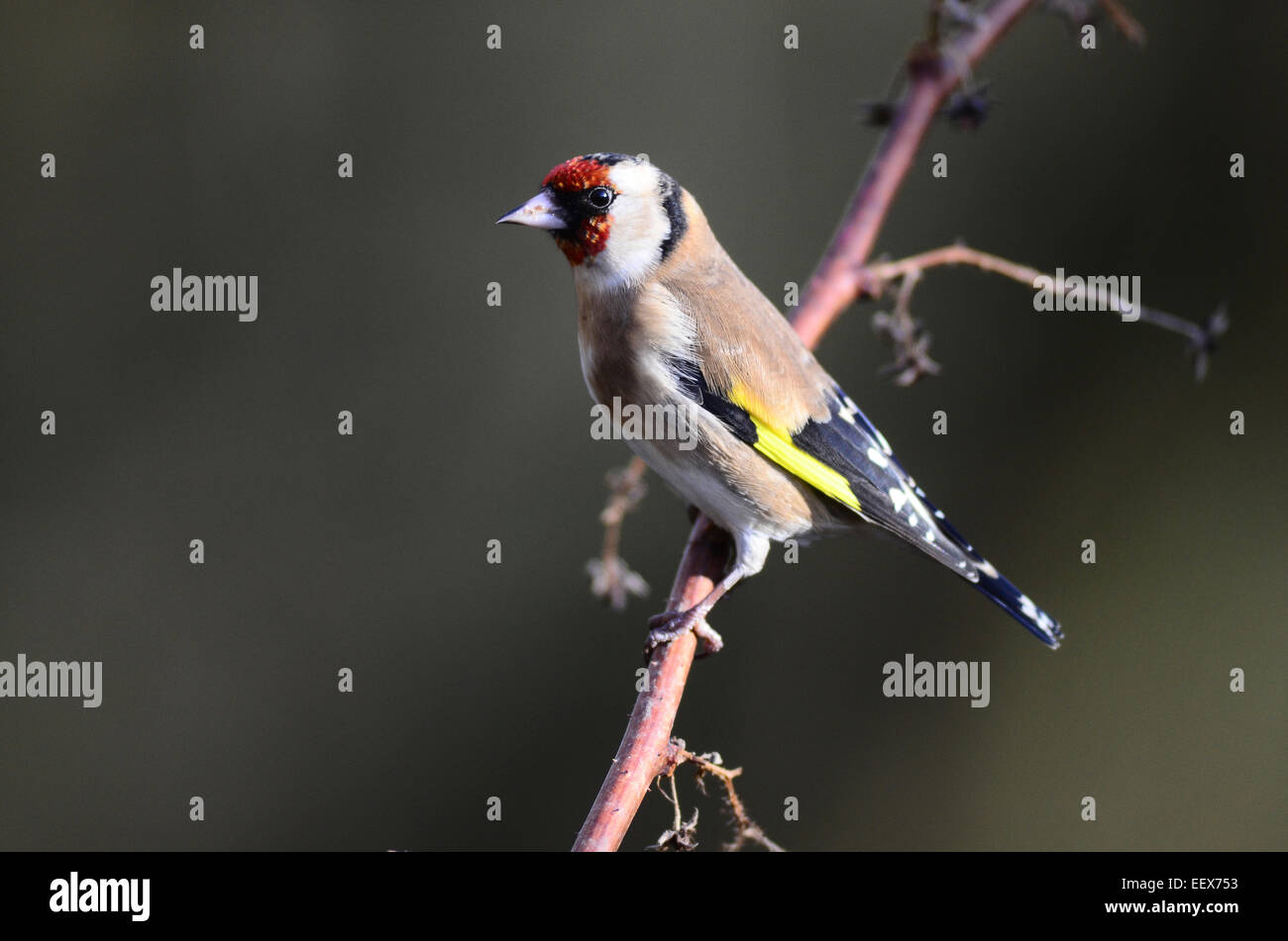 A goldfinch on a dead stem UK Stock Photo - Alamy