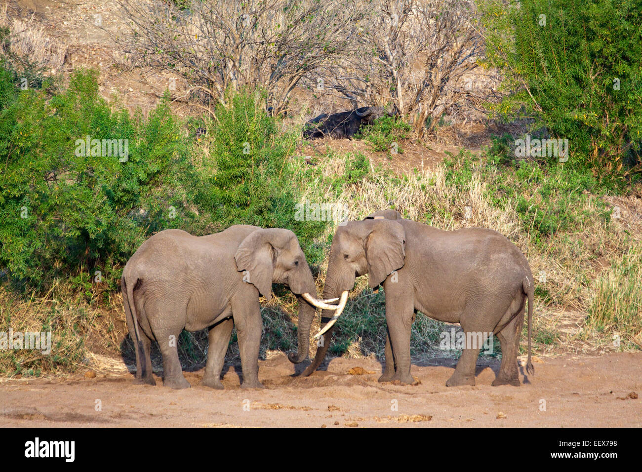 Matriach hi-res stock photography and images - Alamy