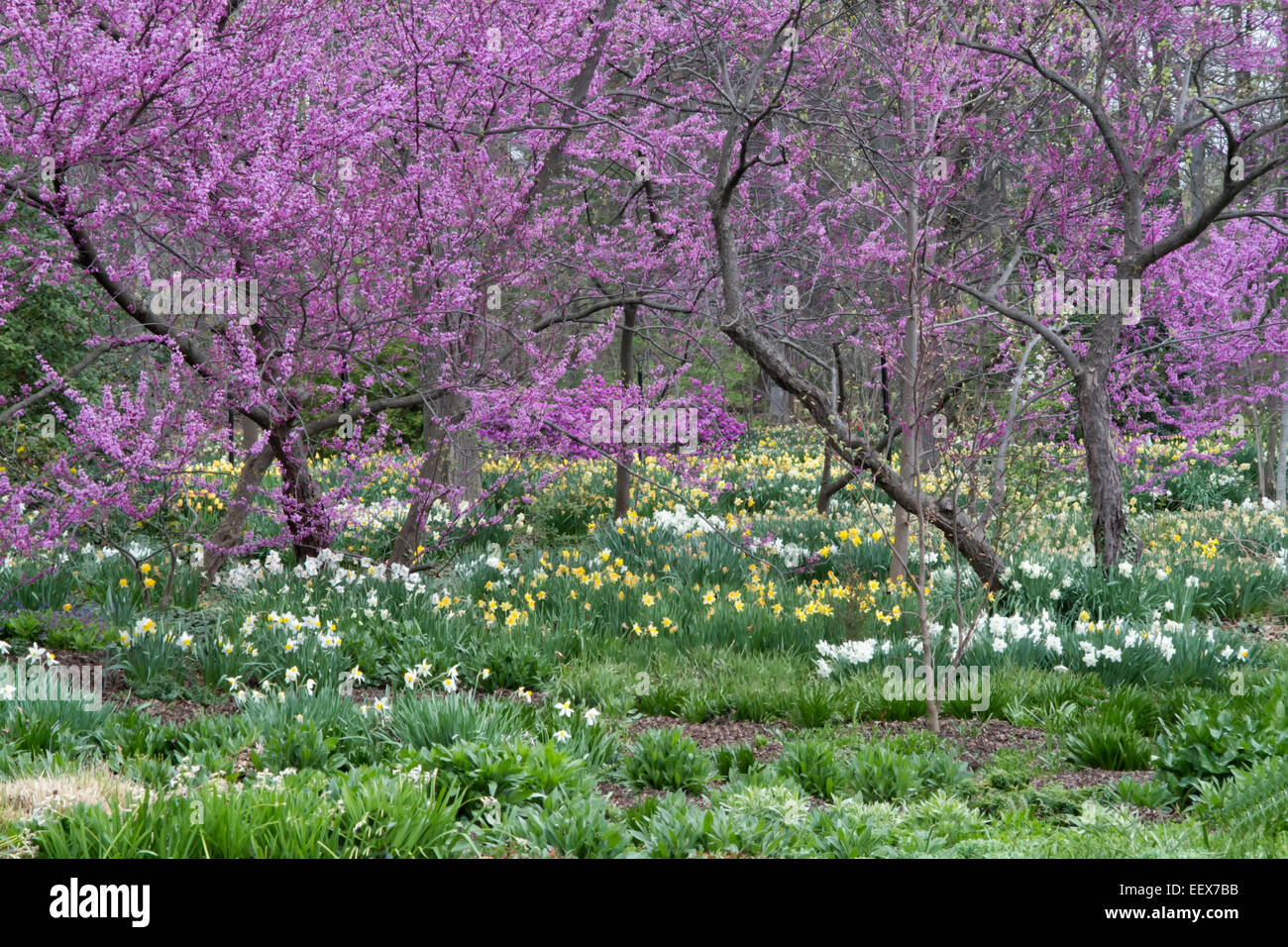 Redbud trees with spring flowers Stock Photo - Alamy