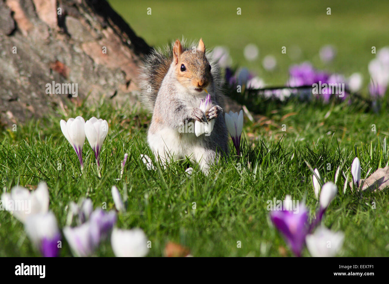 Squirrel eating a flower hi-res stock photography and images - Alamy