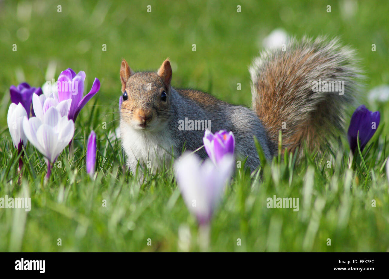 Squirrel is smelling the flower hi-res stock photography and images - Alamy