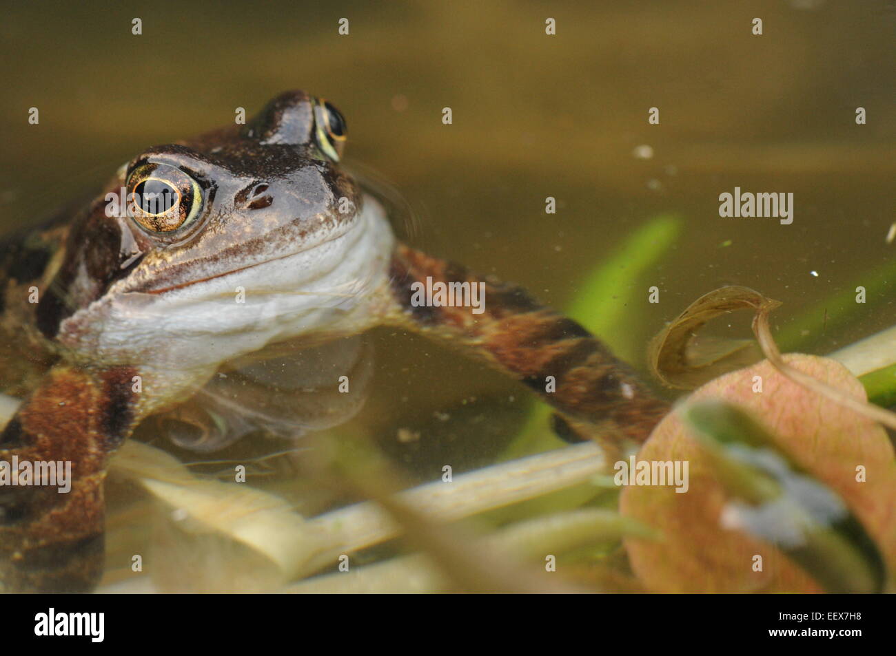 Toad floating in pond water Stock Photo - Alamy
