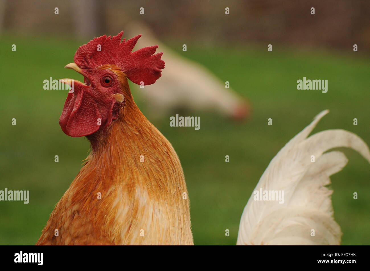 Photograph of a crowing cockerel Stock Photo - Alamy