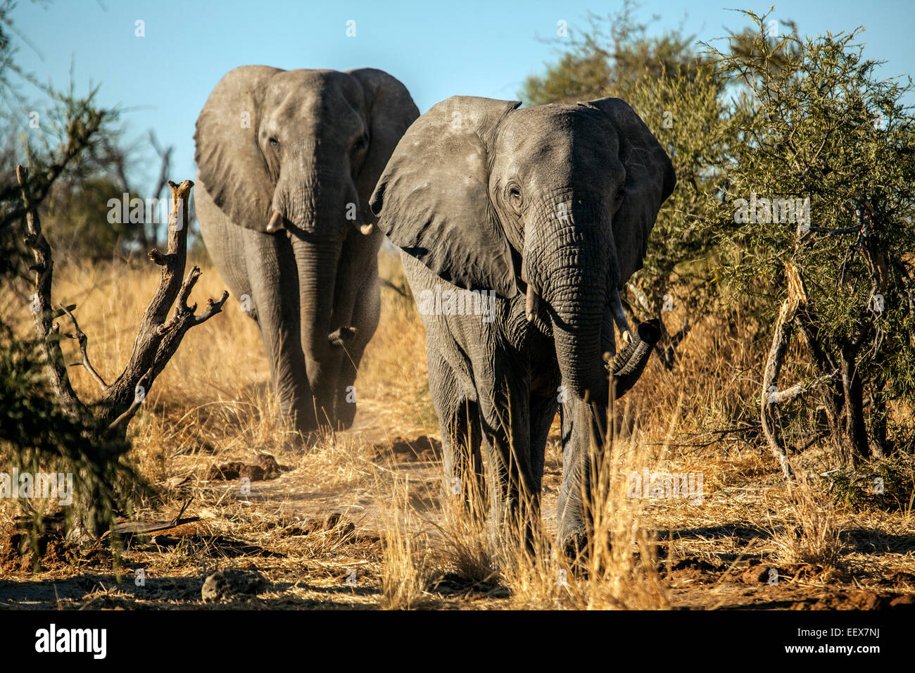 Elephant hi-res stock photography and images - Alamy