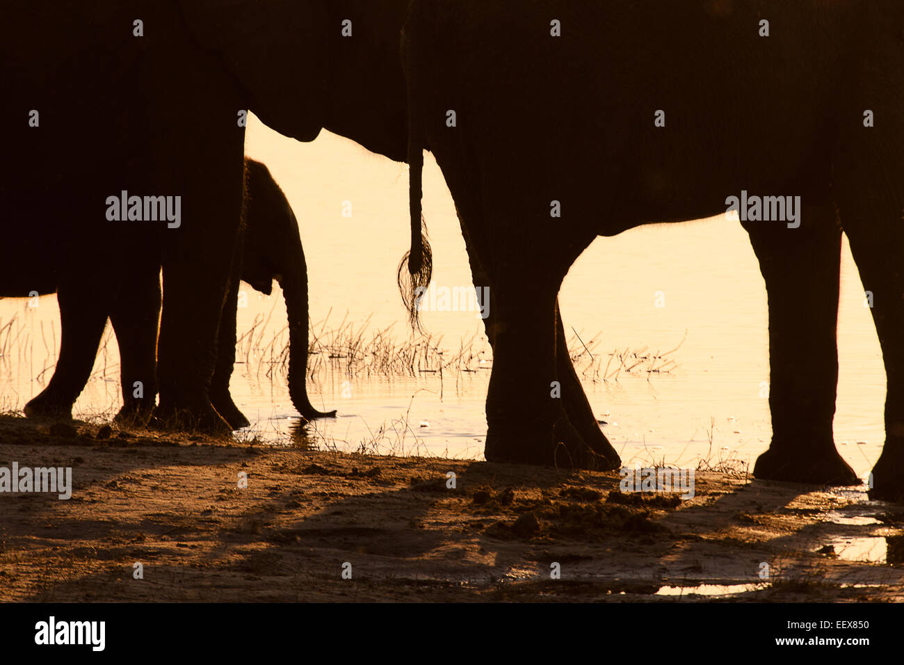 North african elephant hi-res stock photography and images - Alamy