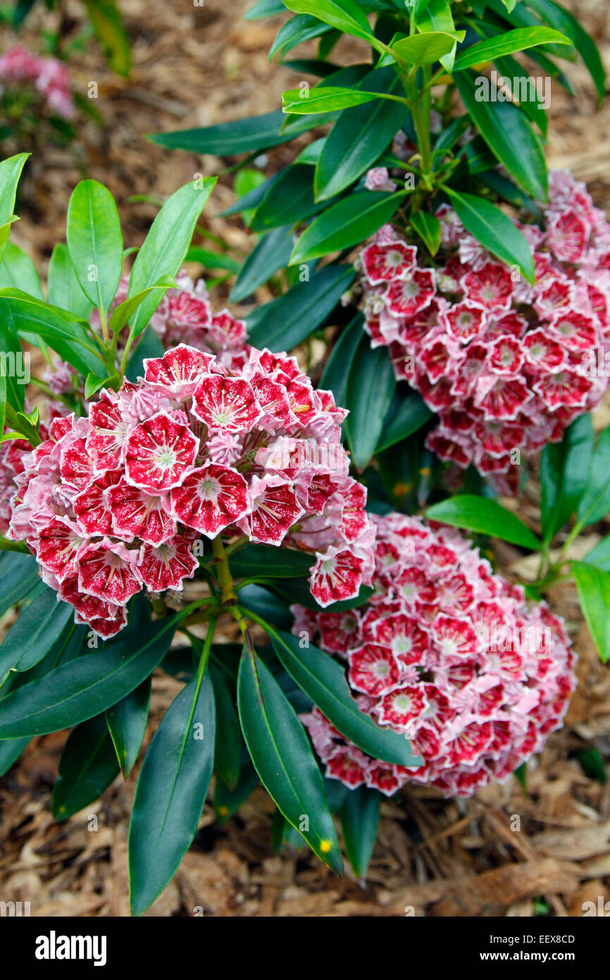Kalmia latifolia hi-res stock photography and images - Alamy