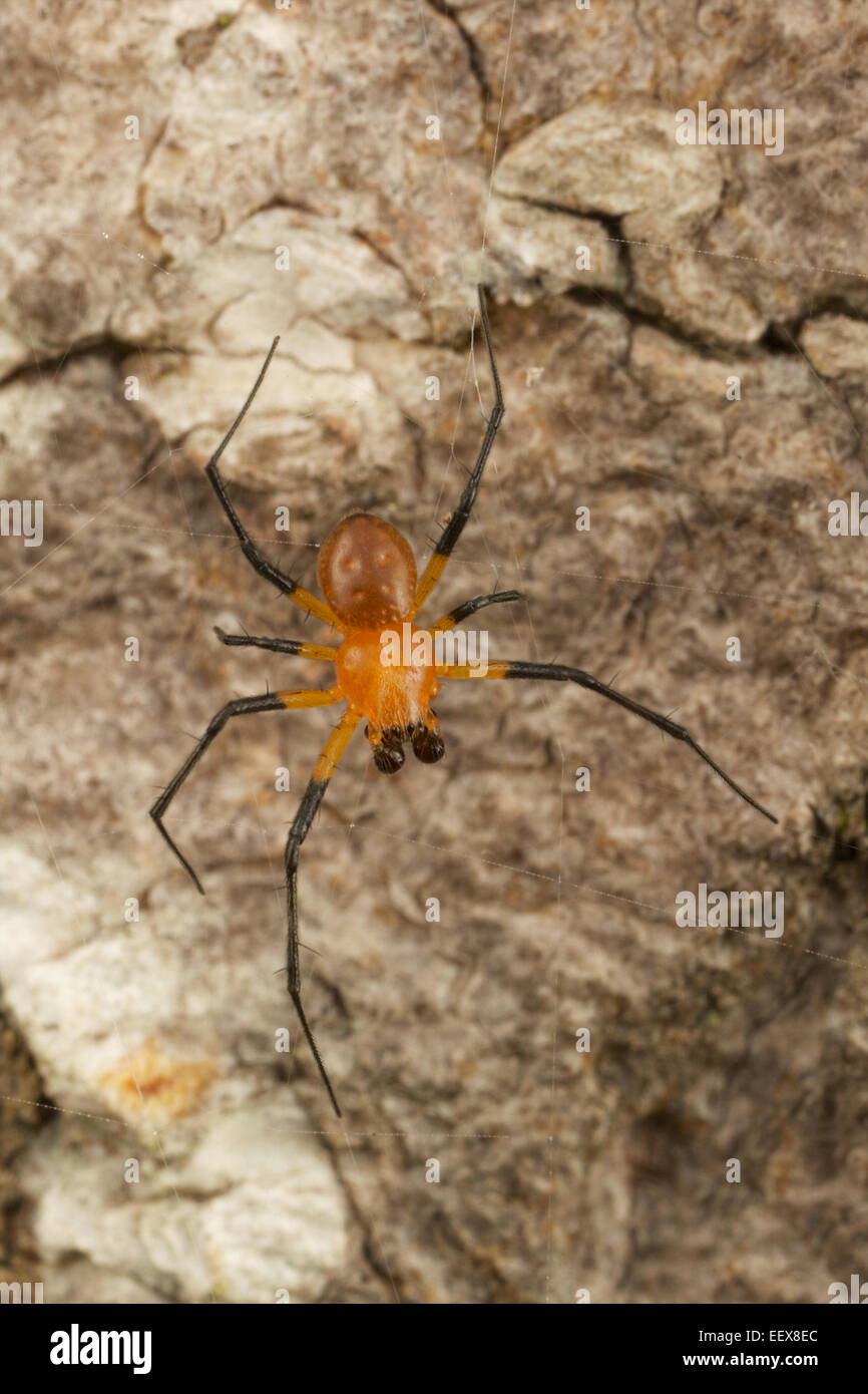 Male Ornamental Tree-Trunk Spider (Herennia ornatissima) AKA Ornate orb ...