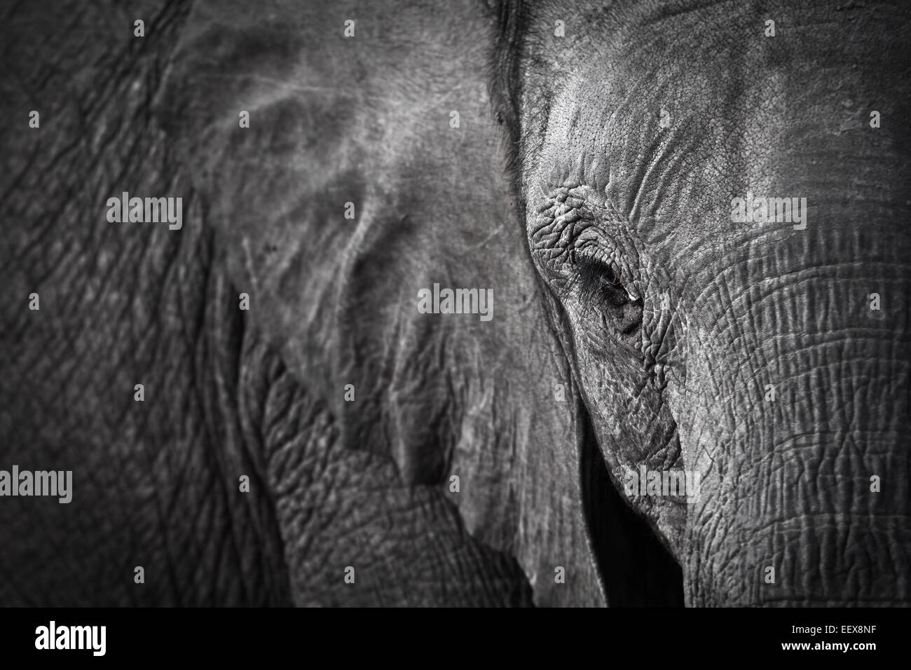 Amazing elephant hi-res stock photography and images - Alamy
