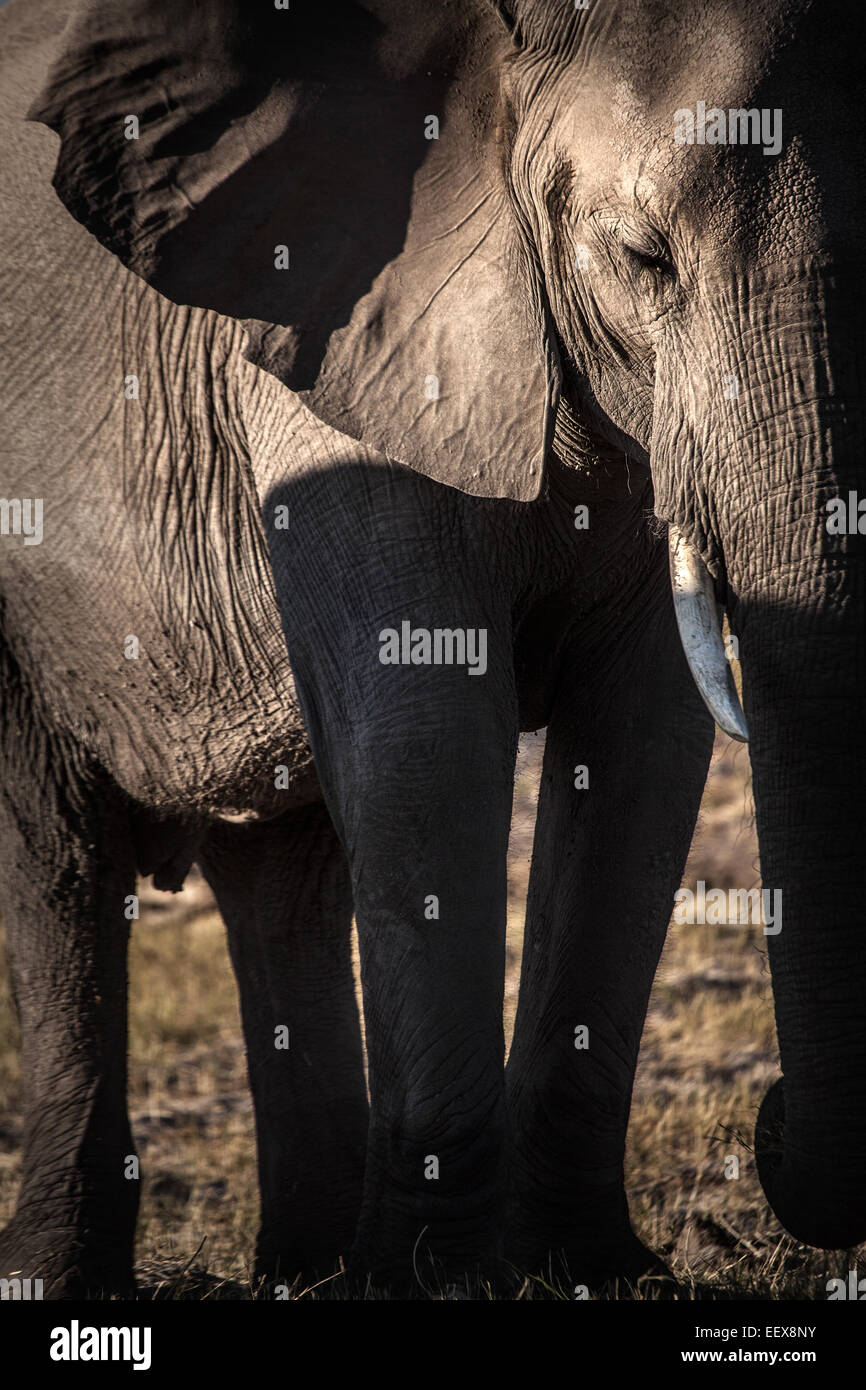 Elephant ears african hi-res stock photography and images - Alamy