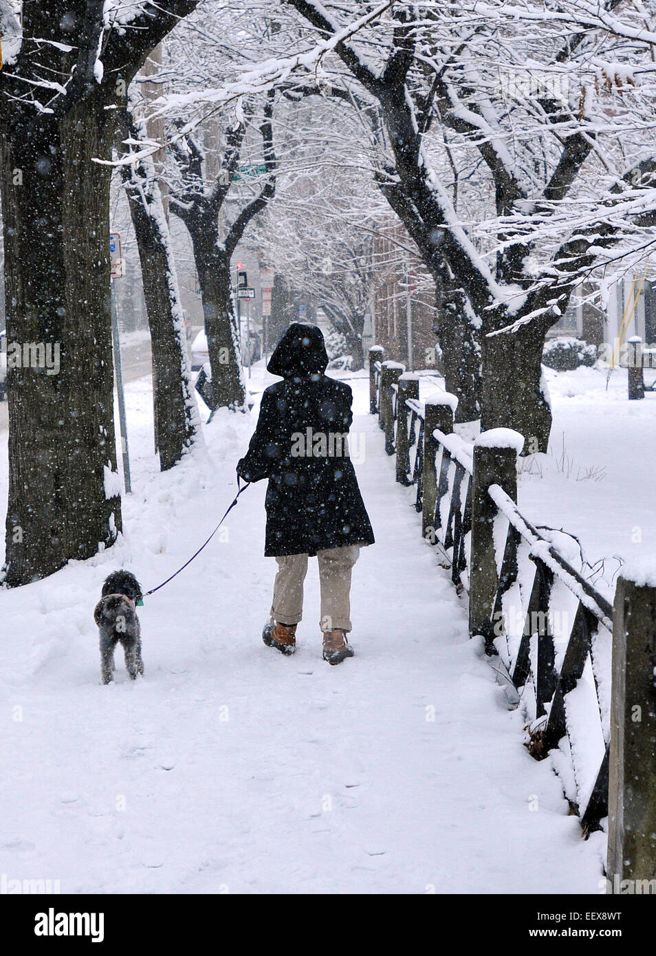 A woman walks through Wooster Square Park in New Haven during Monday's ...